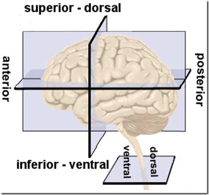 Human Brain: Directions, cross-sections and divisions | Alwin's World
